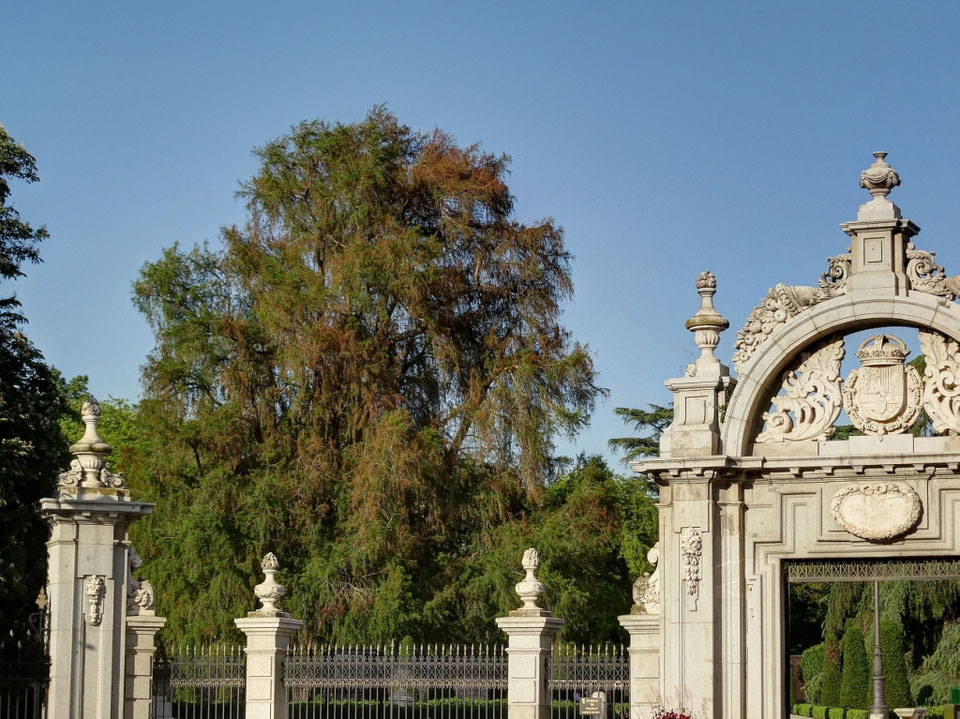 MADRID - Árboles Singulares de la Comunidad de Madrd