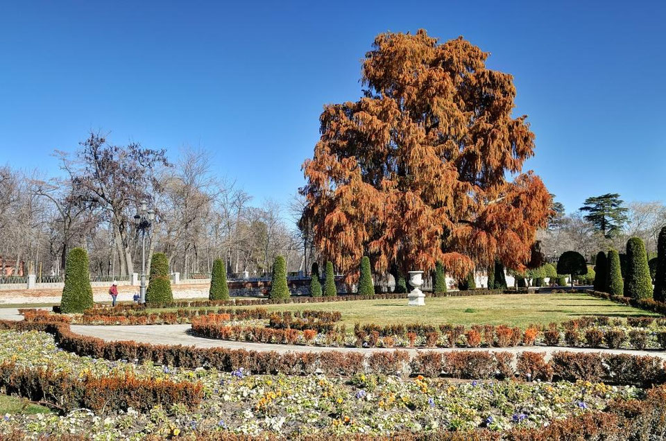 MADRID - Árboles Singulares de la Comunidad de Madrd