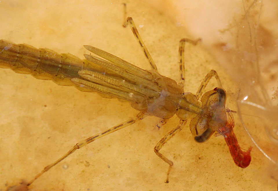 Libellen - Das Leben im Wasser - waldschrat-online.de - Libellen