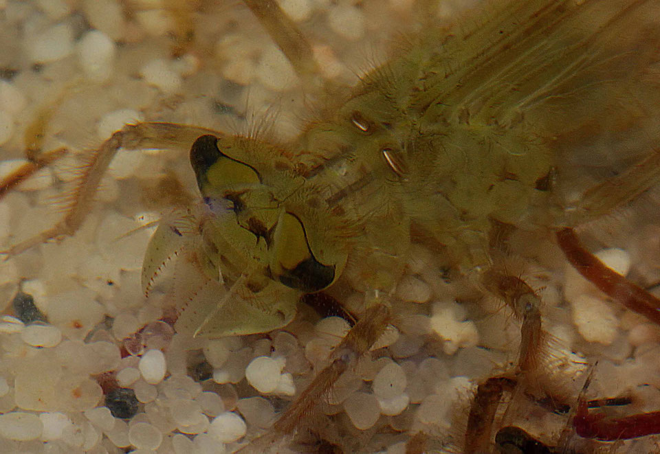 Libellen - Das Leben im Wasser - waldschrat-online.de - Libellen