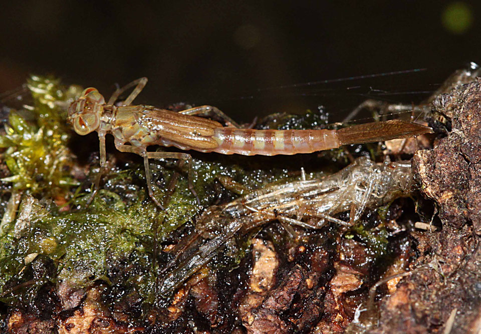 Libellen - Das Leben im Wasser - waldschrat-online.de - Libellen