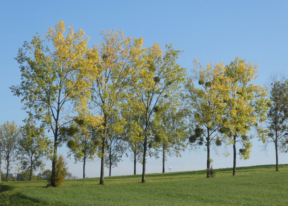 Les arbres, arbustes, buissons sur mon chemin - Fleurs des sentiers ...