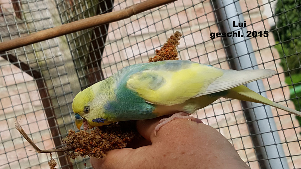 Funkelsterne - Wellensittichzucht Funkelsterne