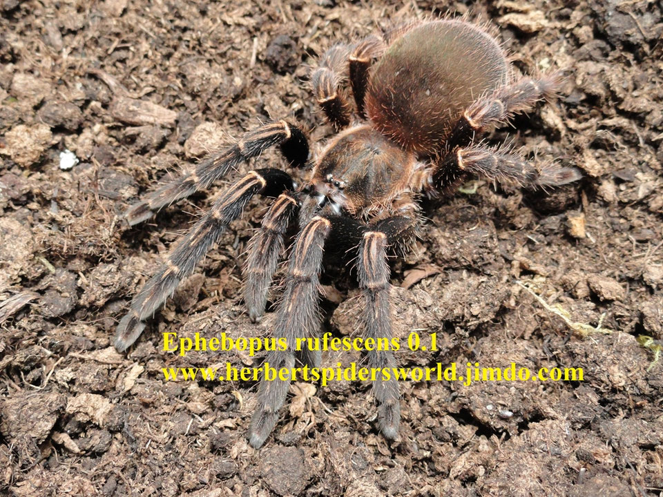 Ephebopus rufescens - herbertspidersworlds Jimdo-Page!