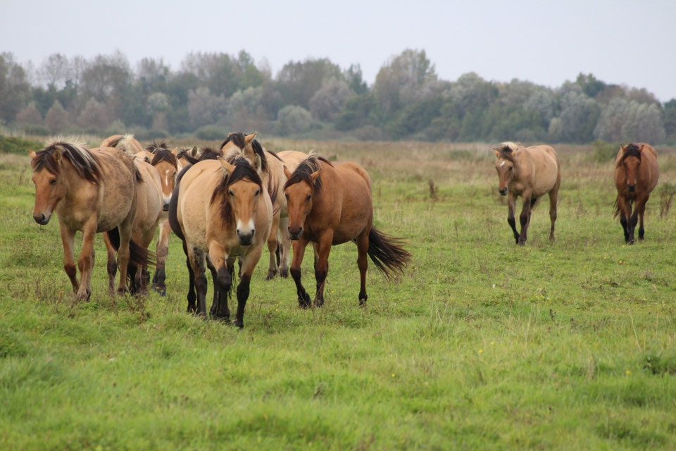 le cheval henson élevage de carole et thierry BIZET - le cheval henson ...