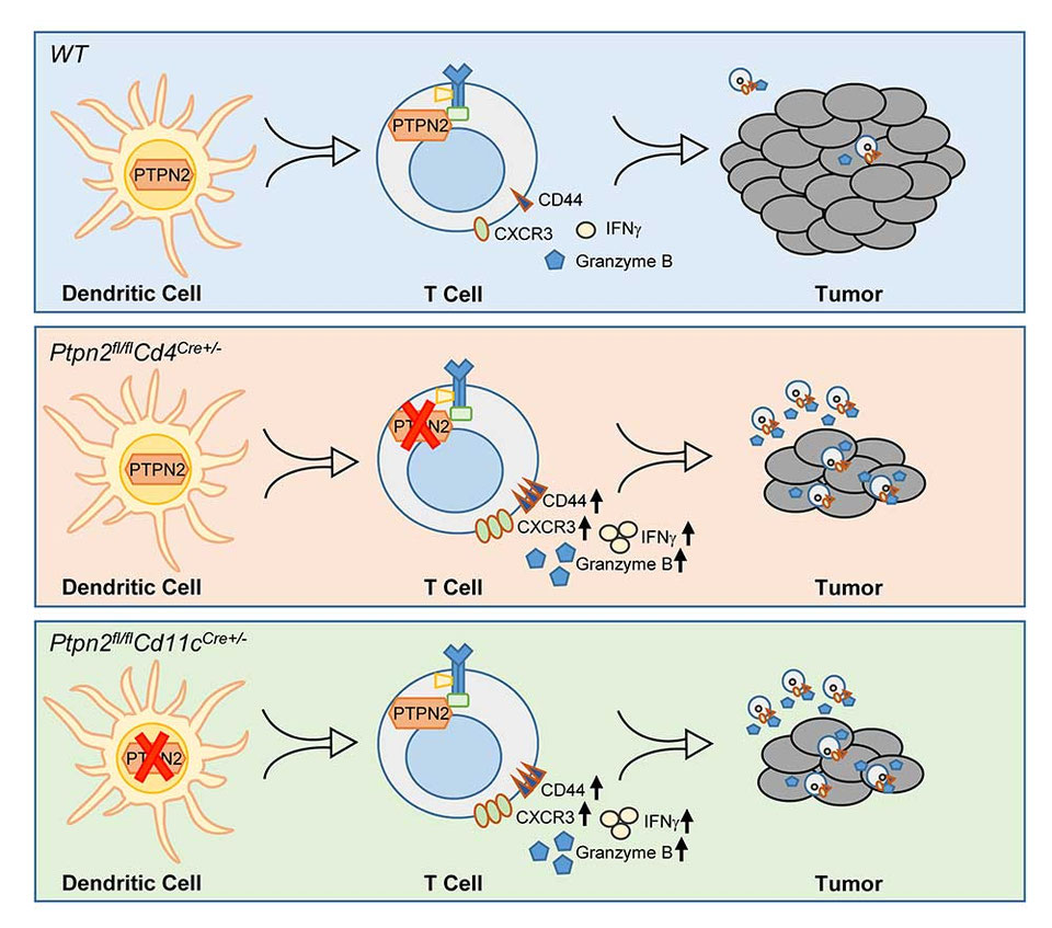 Unravelling the role for PTPN2 in the pathogenesis of colorectal ...
