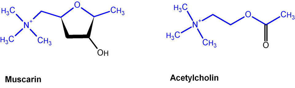 Muscarin - Natur im Barnim