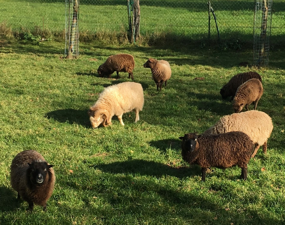 Ouessantschafe - ourfarm