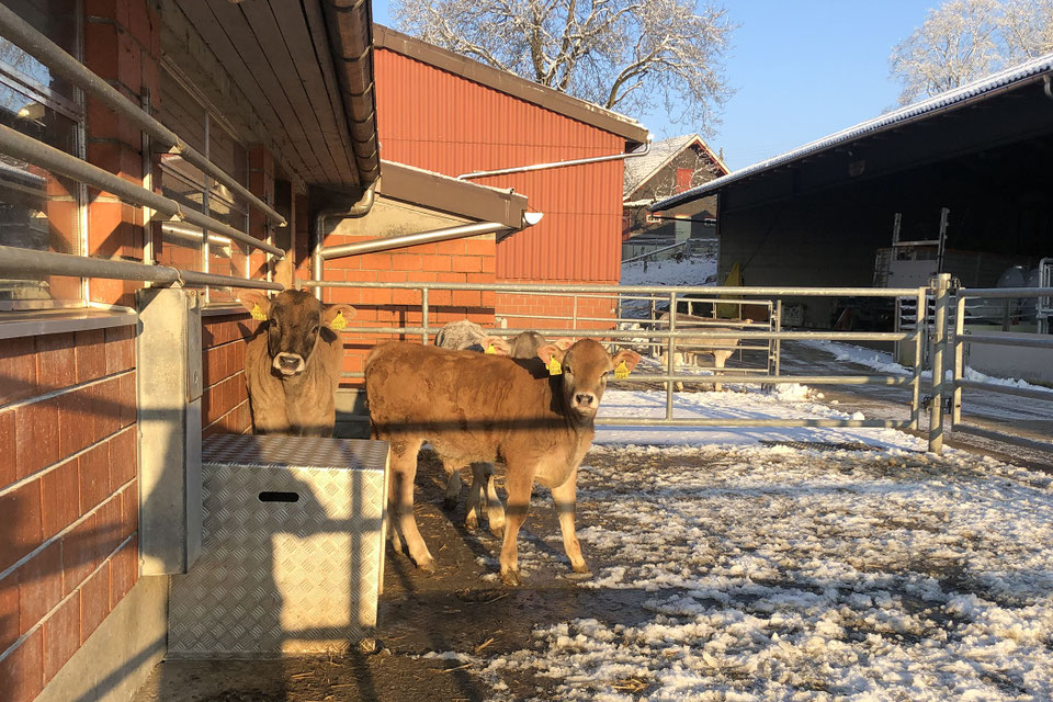 Kalbfleisch - Bauernhof Notkersegg