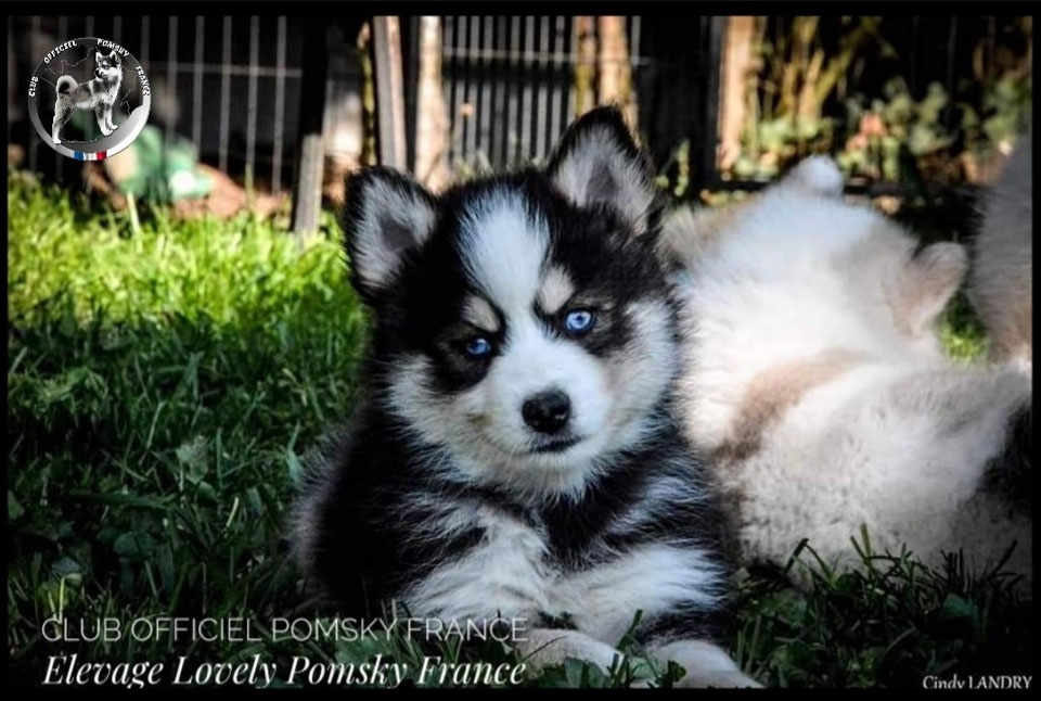 PREMIER ELEVAGE DE POMSKY FAMILIAL EN FRANCE - ELEVAGE LOVELY POMSKY FRANCE
