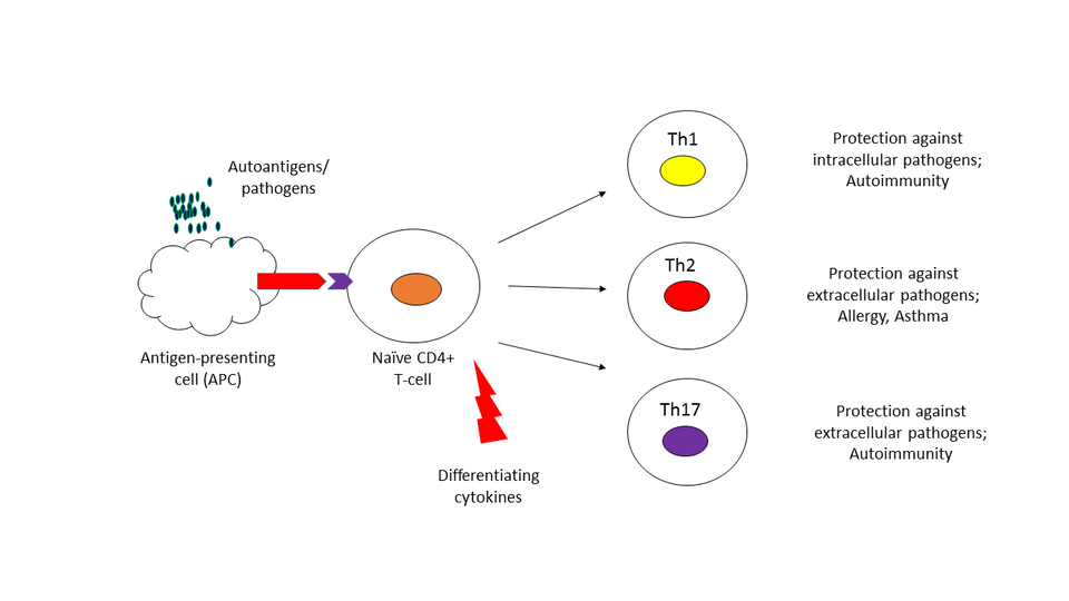 Th17 Cells - EPIMUNE