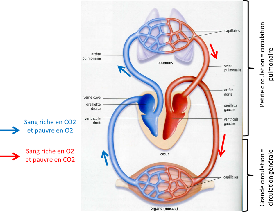 Chapitre 6: la circulation du sang - Site de cours de collège et lycée ...