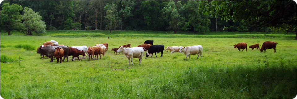 Frisches Bio Rindfleisch online kaufen - Mein BioRind