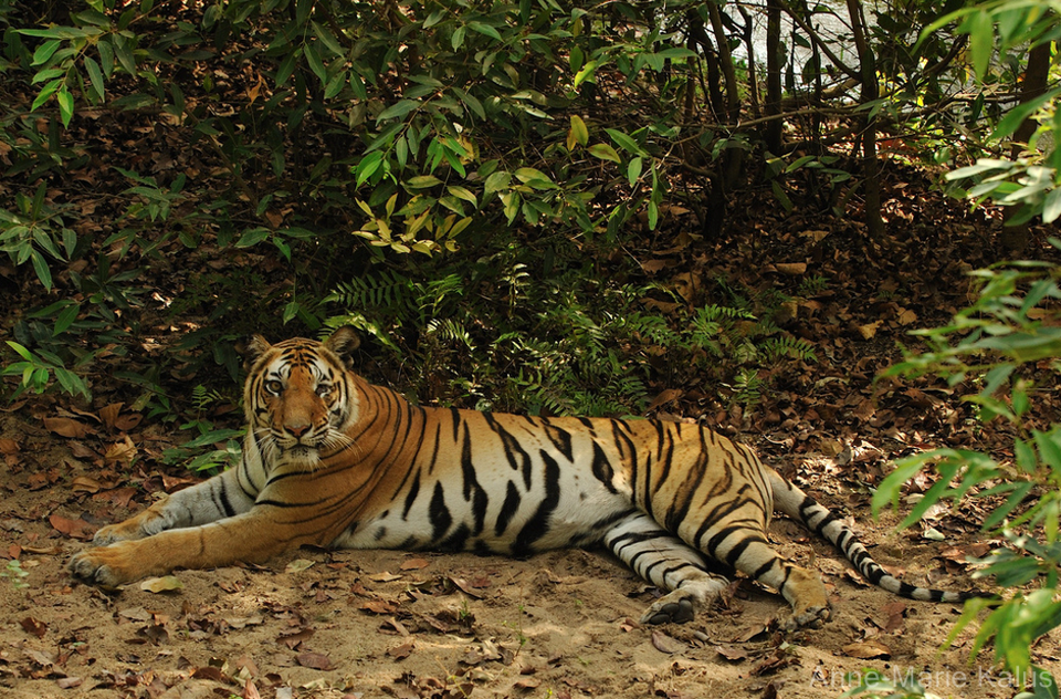 Tigre du Bengale : poids, taille, longévité, habitat, alimentation ...