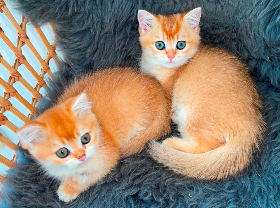 Gold - die neue Farbvariante bei Britisch Kurzhaar- und Britisch ...