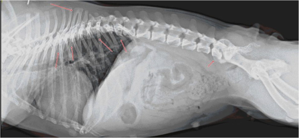 Hemivertebrae - gesunde-bulldoggen-coms Webseite!