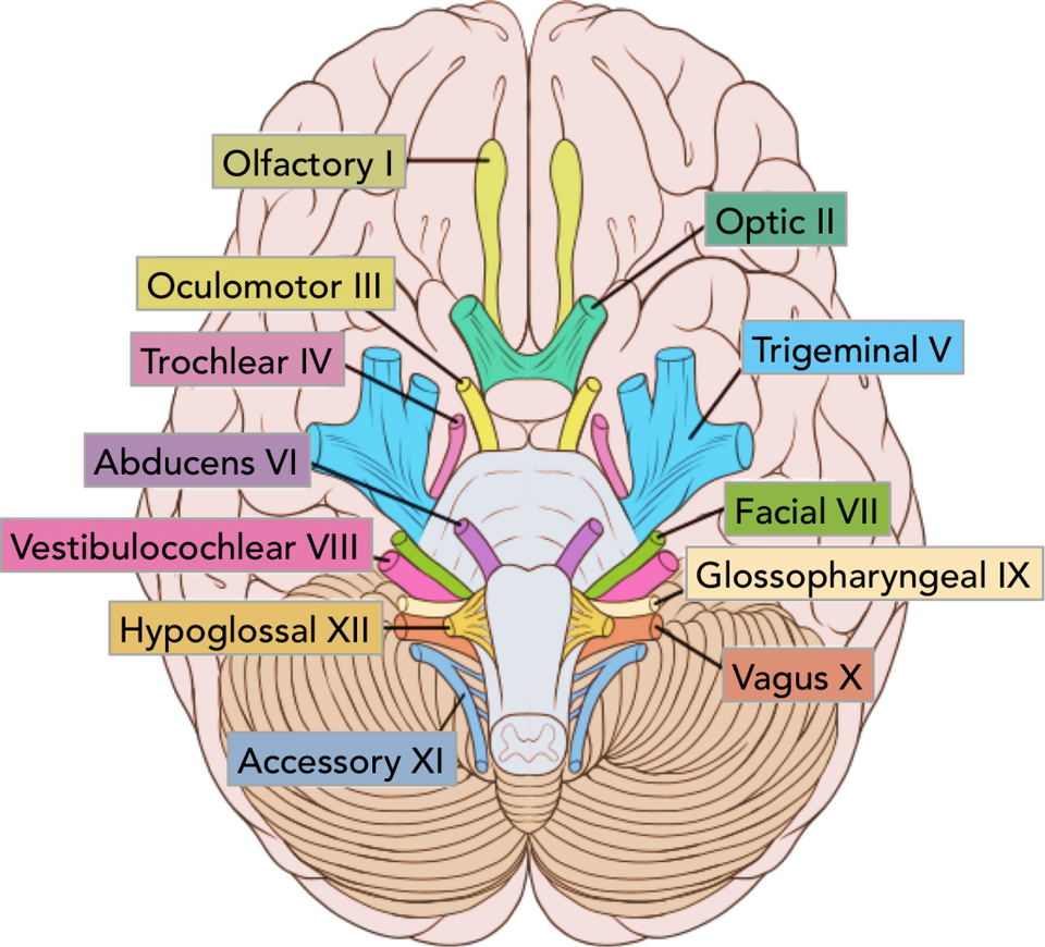 Cranial nerves - NeurologyNeeds.com