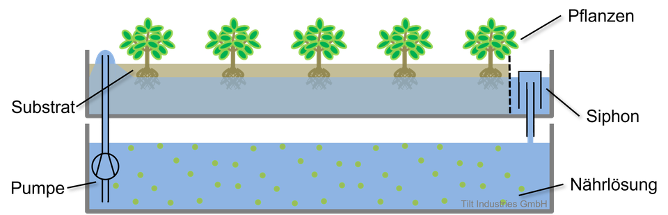 Hydroponik Grundlagen - SINTERRA - Hydroponics without substrate