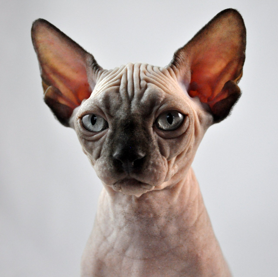 Sphynx Kittens and Cats for sale |TICA Indigo Sphynx Cat Breeder|Sphynx ...