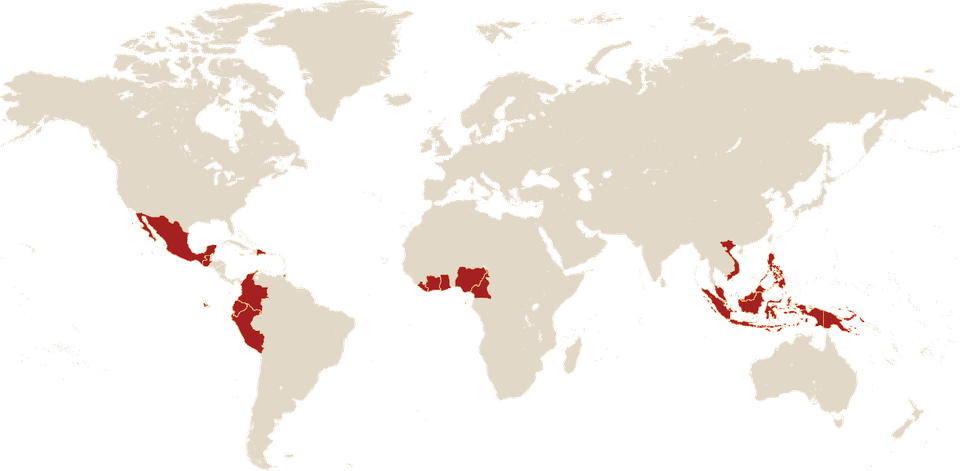 Global Market - Cacao Mama