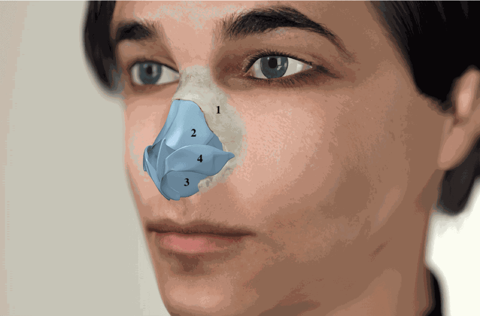 Der Aufbau der Nase - Dr. Kovacevic