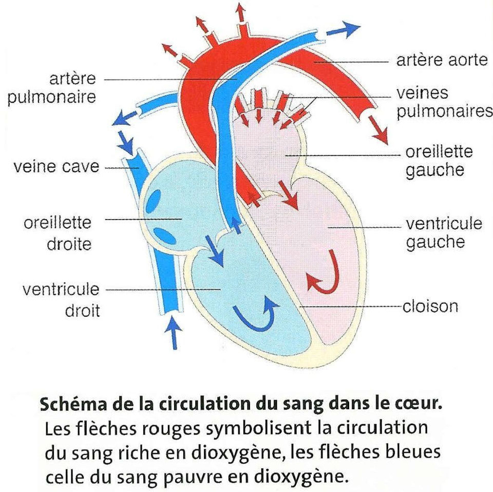 Chapitre 6: la circulation du sang - Site de cours de collège et lycée ...