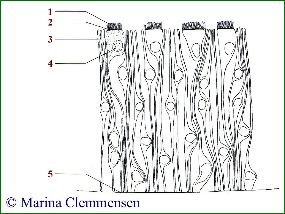 Histologie - marinaclemmensens Webseite!