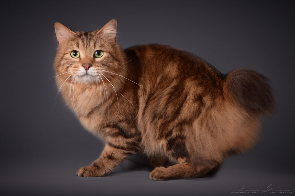 Male - Kuriļu bobteils Kurilian Bobtail Cattery питомники курильских ...