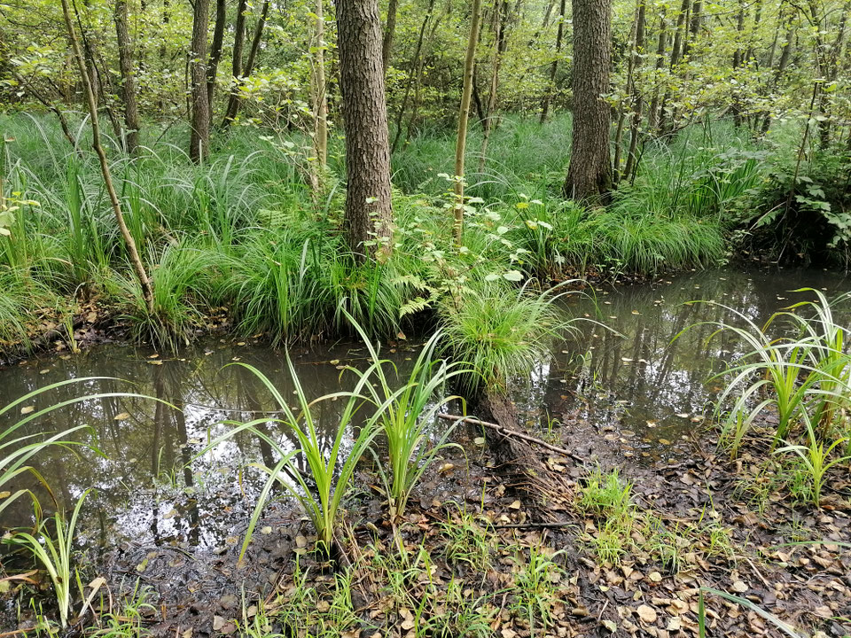 Hydrologisch regiem broekbos - Natuurgebied de Zumpe!