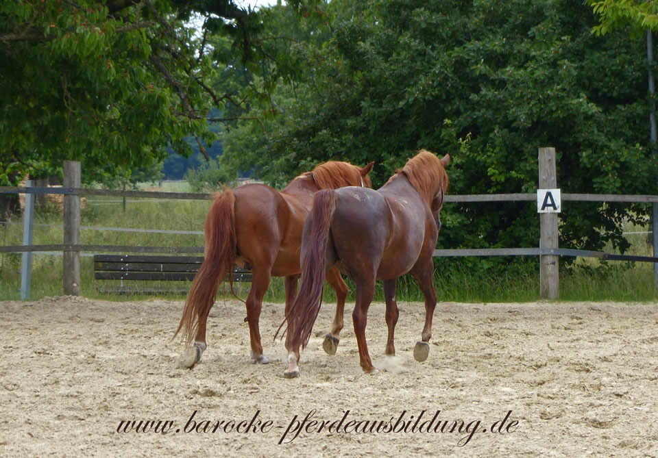Der Schritt- die "Mutter aller Gangarten" - barocke-pferdeausbildungs ...