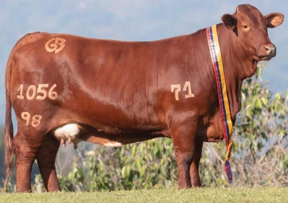 Aso Beefmaster - asociacionbeefmaster