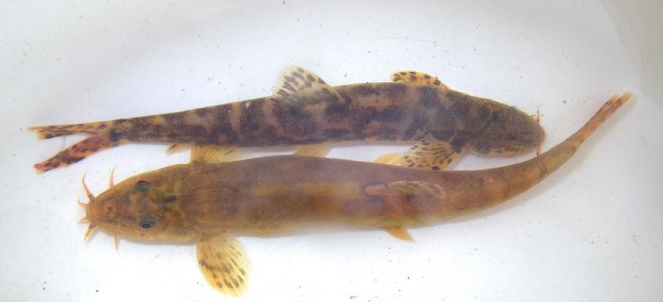 Les poissons de nos rivières - La pêche à St Etienne de Lugdarès