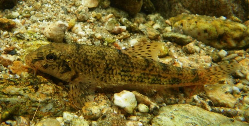 Les poissons de nos rivières - La pêche à St Etienne de Lugdarès