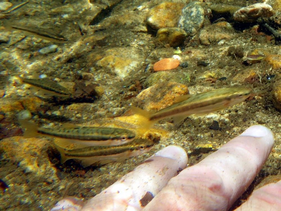 Les poissons de nos rivières - La pêche à St Etienne de Lugdarès