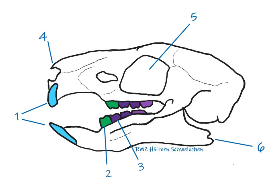 Anatomie - hoelternschweinchens Webseite!