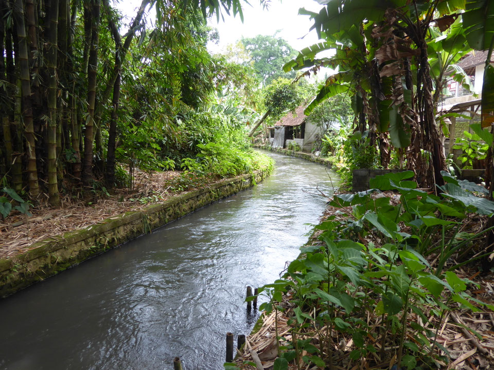 Bali - subak. - patspostcard