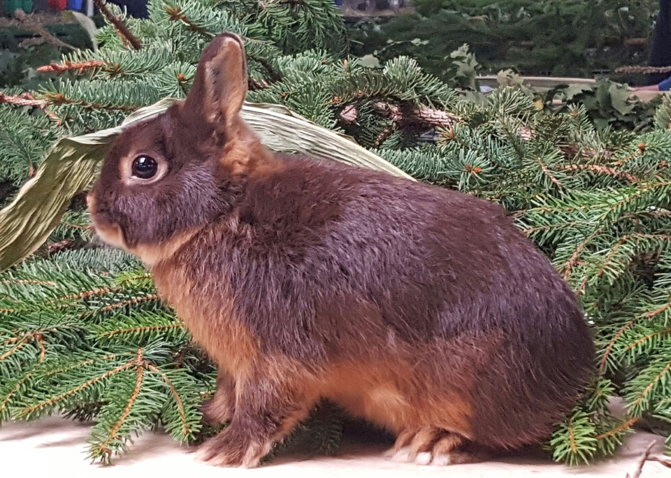 Farbenzwerge - Zwergkaninchenzucht Friedrich, Wernigerode