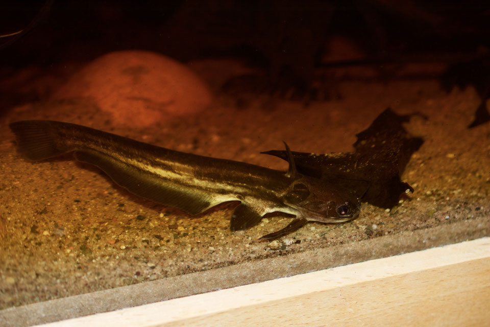 Trachelyopterichthys taeniatus - Mesonauta