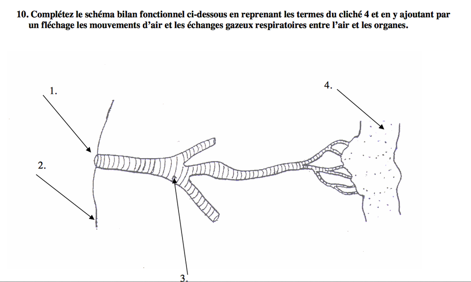 Respirer chez les insectes - Site de svtsaintcoeur