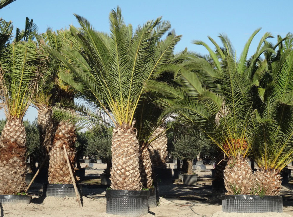 Kanarische Dattelpalme (Phoenix canariensis) -6 bis -8°C - Palmen ...