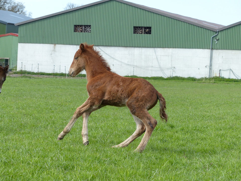 Der Schritt- die "Mutter aller Gangarten" - barocke-pferdeausbildungs ...