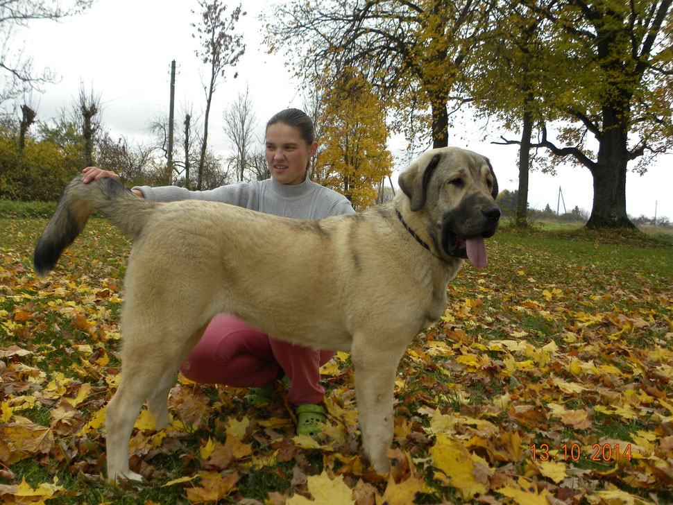 Jurta Mal Gruodas - Website of alabai-gruodas!