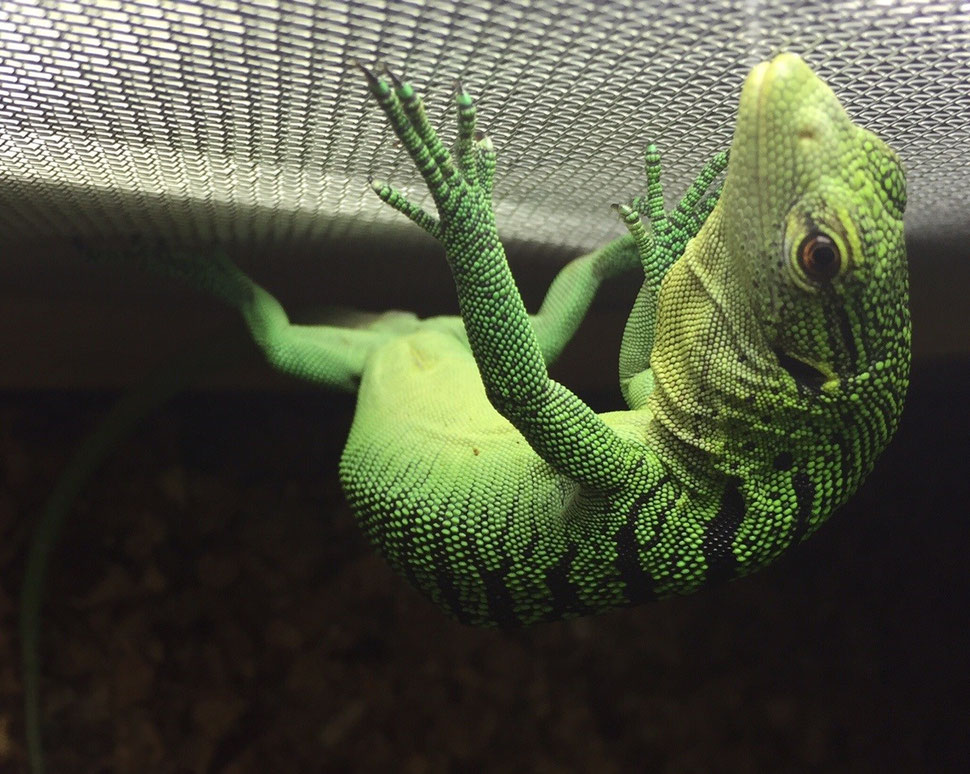 Bilder - Alles über die bunte Welt der Chamäleons