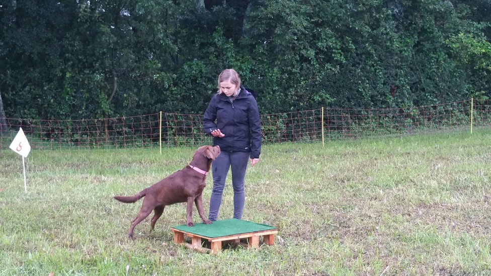 Gute Noten auf vier Pfoten - Kynologischer Verein Werdenberg
