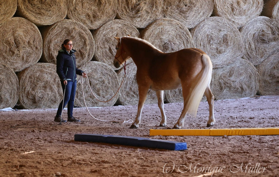 Bodenarbeit - Lucky Horse Shop