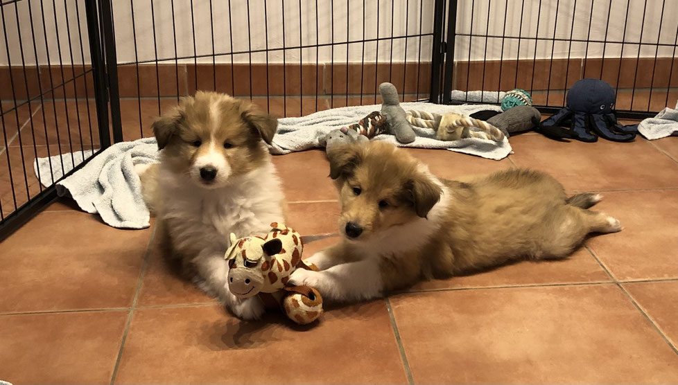 Herzlich Willkommen - Collies from Kingdom of Roses - Collie Langhaar ...