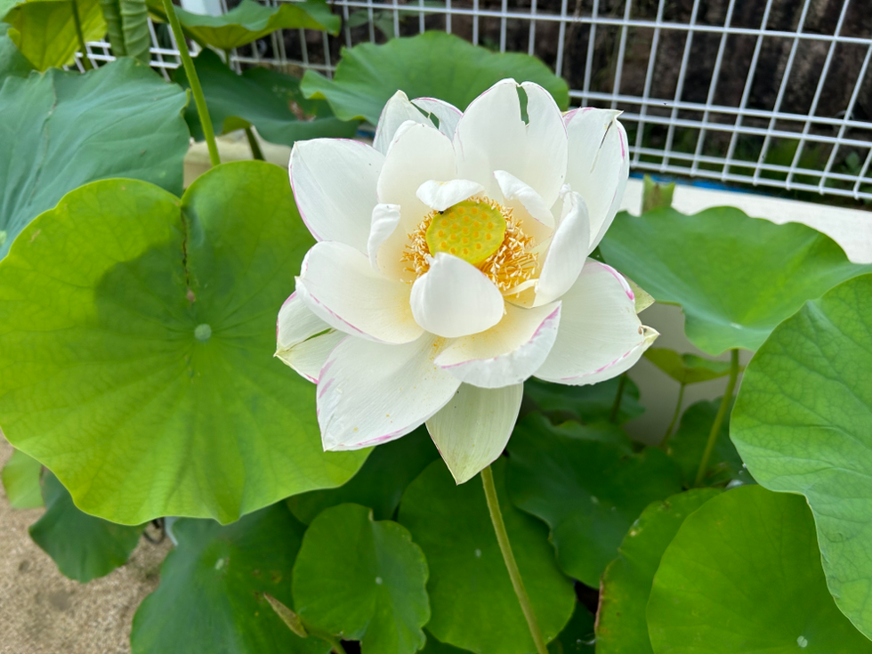 lotus - smile-hanabusa