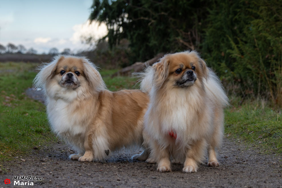 Tibetaanse spaniel Over Tibbies - Dedicated To... Dedicated To