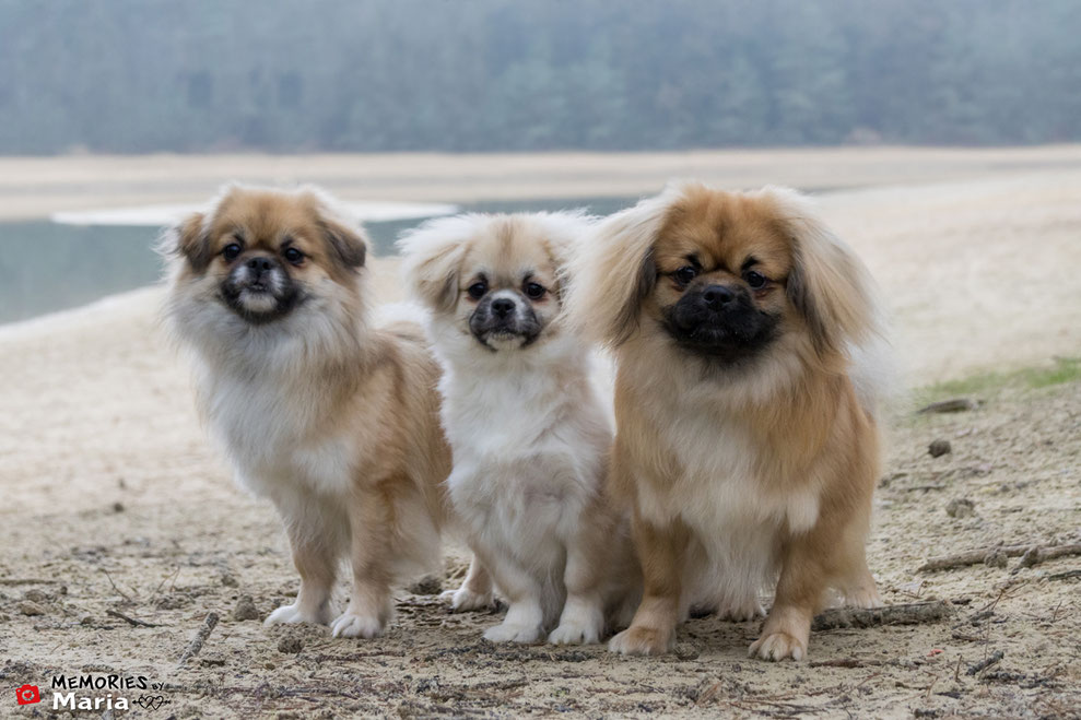 Tibetaanse spaniel Over Tibbies - Dedicated To... Dedicated To