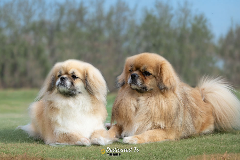 Kennel Dedicated To... - Dedicated To... Tibetaanse Spaniel